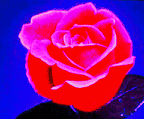 Psychedelic Rose GIF - Find & Share on GIPHY