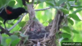 Nest GIF - Find & Share on GIPHY