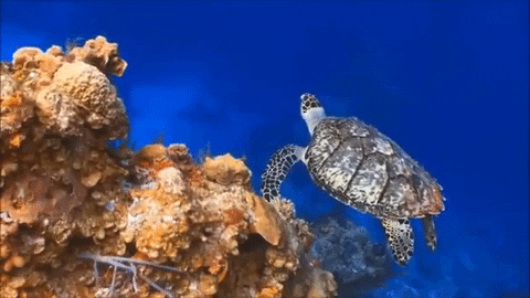 Marine Life Swimming GIF by Oceana - Find & Share on GIPHY