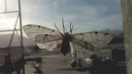 Moth Come GIF - Find & Share on GIPHY