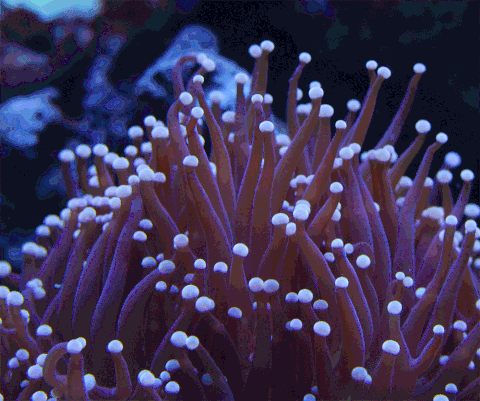Coral GIFs - Find & Share on GIPHY