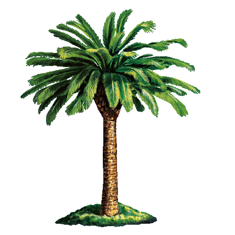 Palm Tree Beach Sticker by Tchibo for iOS & Android | GIPHY