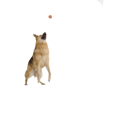 Dog Fetch Sticker by DCTK9 for iOS & Android | GIPHY