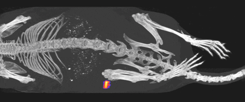 3D Fluorescence GIF by TriFoil Imaging - Find & Share on GIPHY