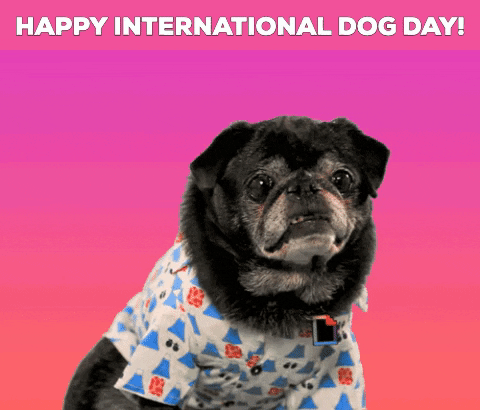 Dog Day Pug Gif By GIF - Find & Share on GIPHY
