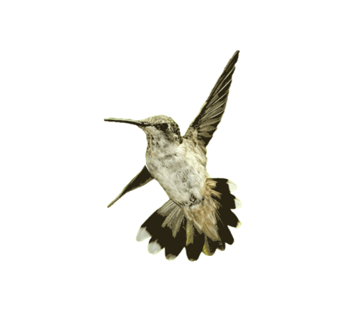 Flying Humming Bird Sticker by webvid for iOS & Android | GIPHY