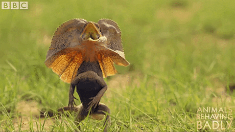 Run Scream GIF by BBC Earth - Find & Share on GIPHY