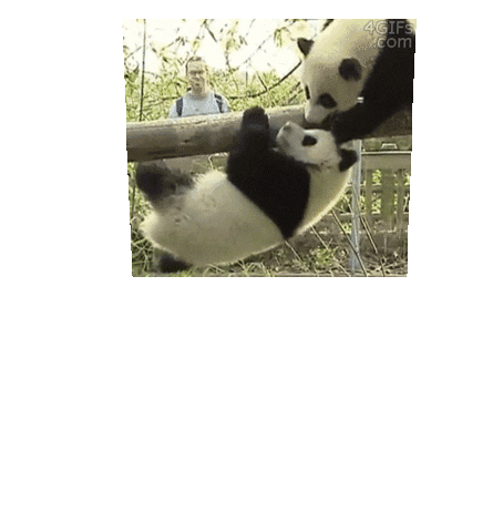 Panda Fail GIF - Find & Share on GIPHY