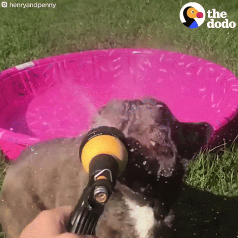Dog GIF by The Dodo - Find & Share on GIPHY