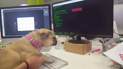 Dog GIFs - Find & Share on GIPHY