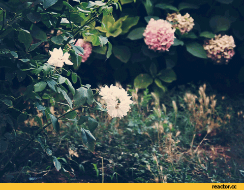 Garden GIF - Find & Share on GIPHY