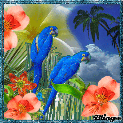 Tropical GIF - Find & Share on GIPHY