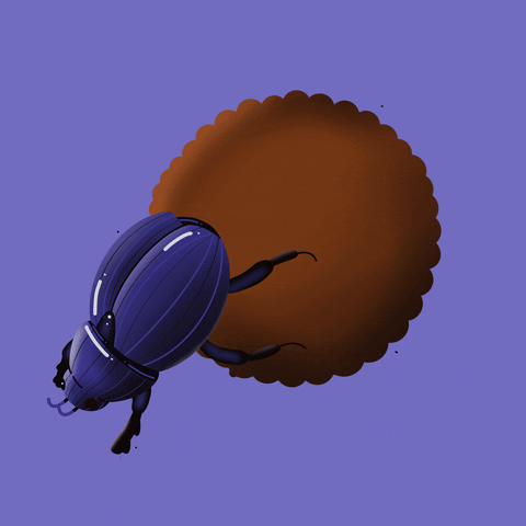 Insect GIF - Find & Share on GIPHY