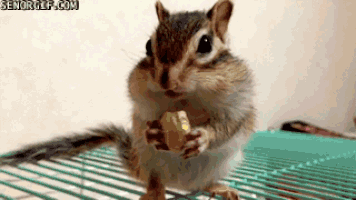 Chipmunk GIF - Find & Share on GIPHY