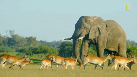 Nat Geo Savage Kingdom GIF by National Geographic Channel - Find ...