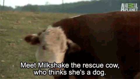 Funny Farm GIFs on Giphy