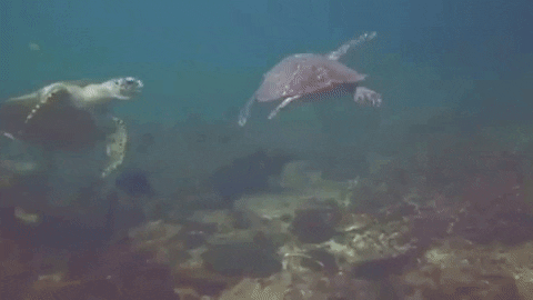 High Five Sea Turtle GIF by Oceana - Find & Share on GIPHY