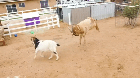 Mercy For Animals GIF - Find & Share on GIPHY