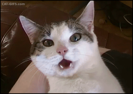 Shocked GIF - Find & Share on GIPHY