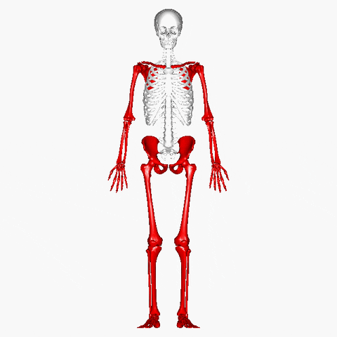 Skeleton GIF - Find & Share on GIPHY