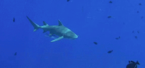 Bora GIF - Find & Share on GIPHY