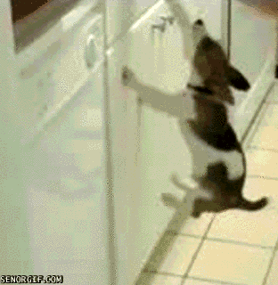 Never Let Go Dog GIF by Cheezburger - Find & Share on GIPHY