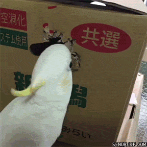 Birds Boxes GIF - Find & Share on GIPHY