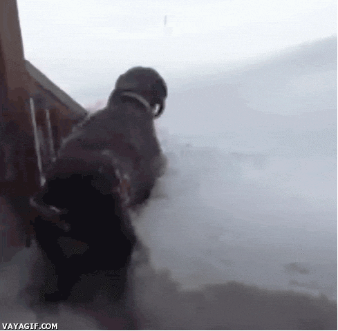 Dog Snow GIF - Find & Share on GIPHY