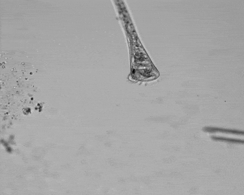 GIF by Harvard Medical School - Find & Share on GIPHY