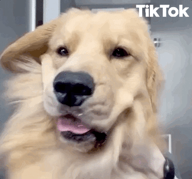 Golden Retriever GIFs - Find & Share on GIPHY
