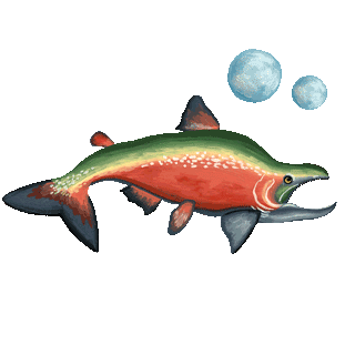 Wild Salmon Water Sticker by NRDC for iOS & Android | GIPHY