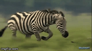 Zebra GIFs - Find & Share on GIPHY