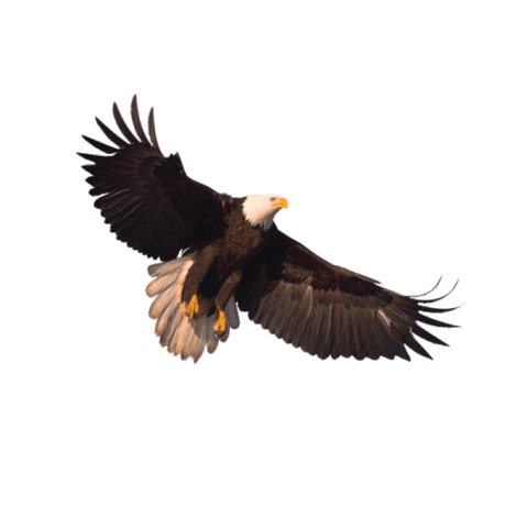 Flying Georgia Southern Sticker by Georgia Southern University ...