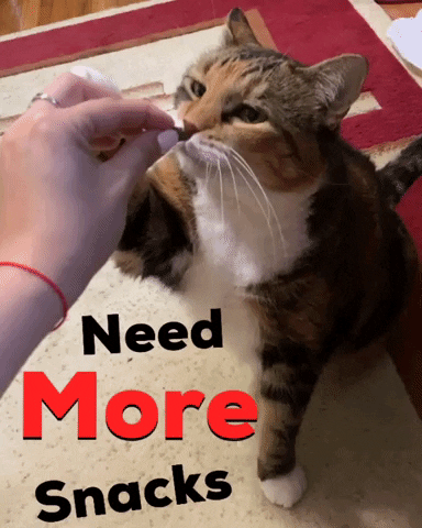 Cat Food GIF by Yuliya Spektorsky - Find & Share on GIPHY