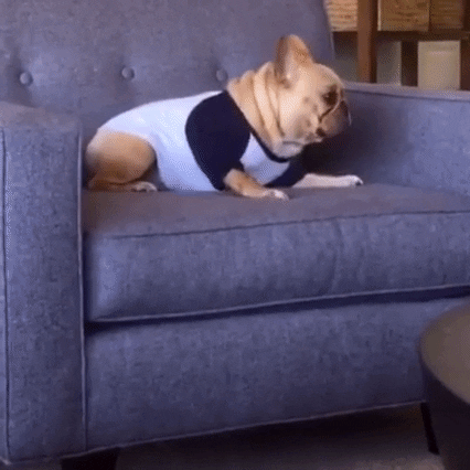 Graceful fall : r/gifs