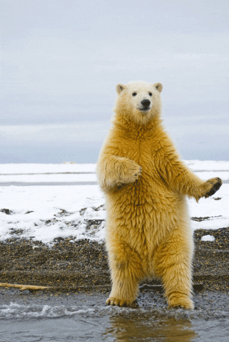 Bear GIF - Find & Share on GIPHY