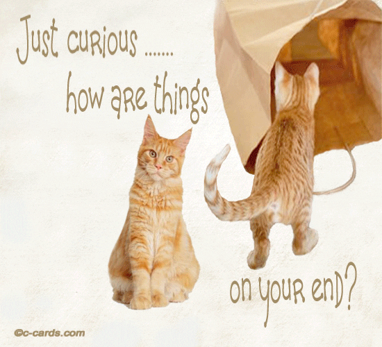 Curiouser And Curiouser Gif