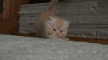 Ginger Adorableness GIF - Find & Share on GIPHY