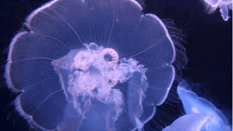 Jellyfish GIF - Find & Share on GIPHY
