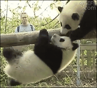Panda GIF - Find & Share on GIPHY
