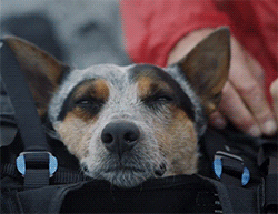 Dog Parachute GIF by HuffPost - Find & Share on GIPHY