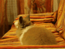 Cute Bunny GIFs - Get the best GIF on GIPHY