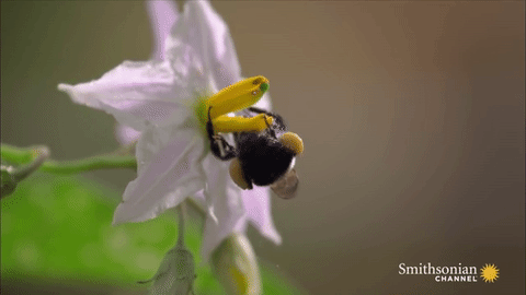 Bumblebee GIFs - Find & Share on GIPHY