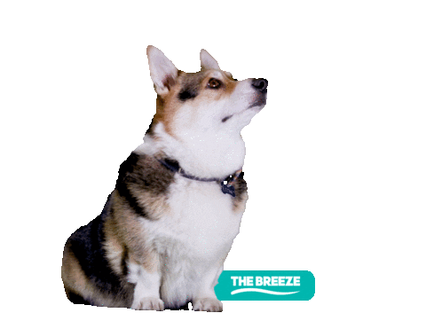 Dog Love Sticker by The Breeze for iOS & Android | GIPHY