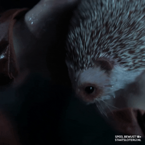 Surprise Hedgehog GIF by Staatsloterij - Find & Share on GIPHY