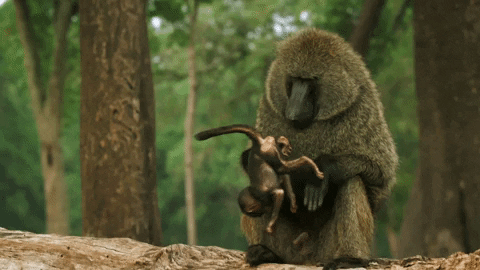 Awkward Baby GIF by Discovery - Find & Share on GIPHY