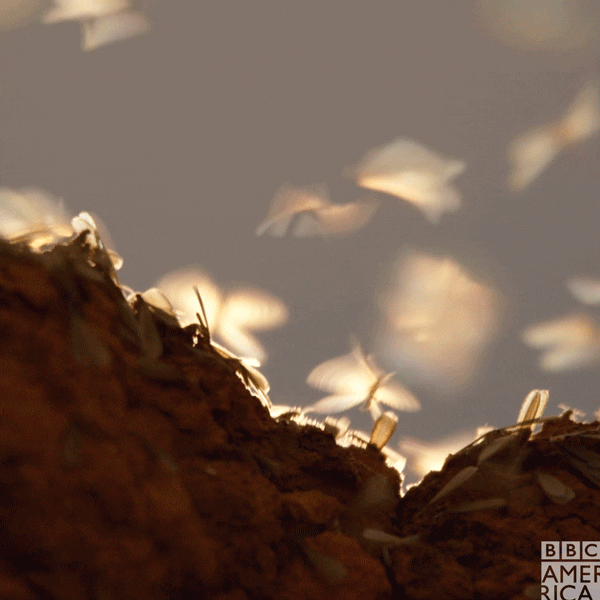 Planet Earth Fly GIF by BBC America - Find & Share on GIPHY