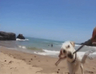 Day Beach GIF - Find & Share on GIPHY