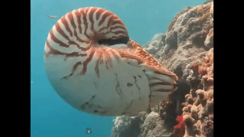 Marine Life GIF by Oceana - Find & Share on GIPHY