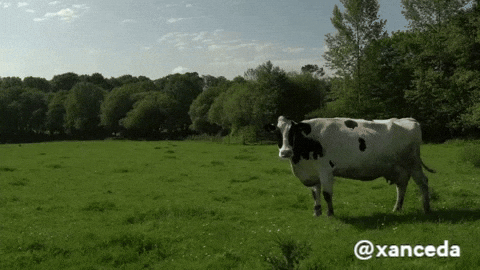 Cow Vaca GIF by xanceda - Find & Share on GIPHY